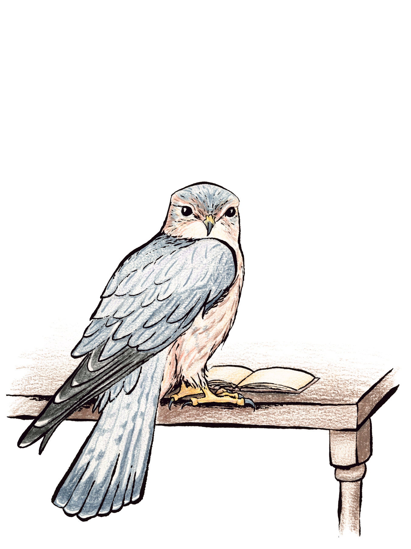 Merlin Bird Print 9x12 Print of Original Art Bird Print - Etsy
