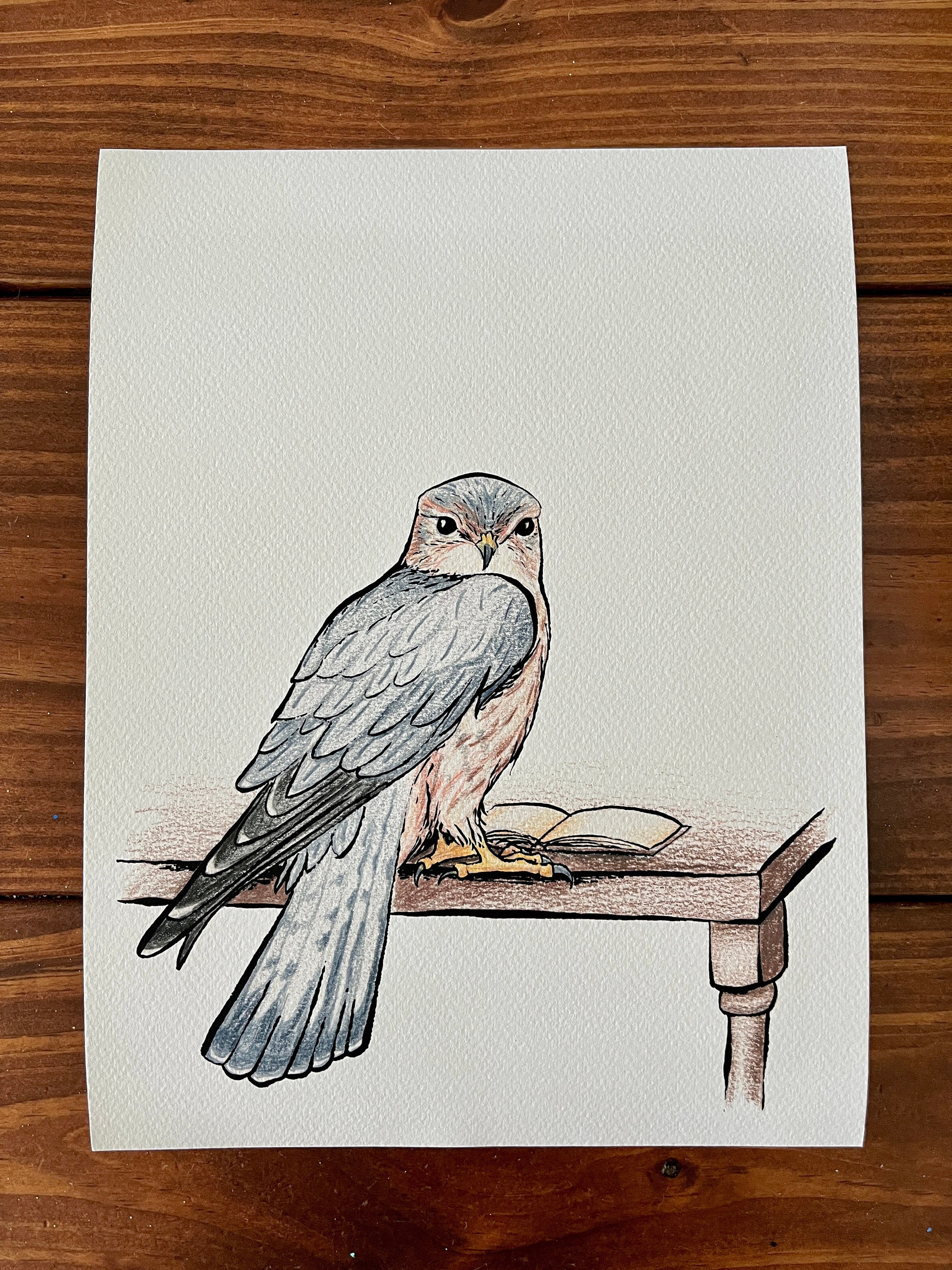 Merlin Bird Print 9x12 Print of Original Art Bird Print - Etsy