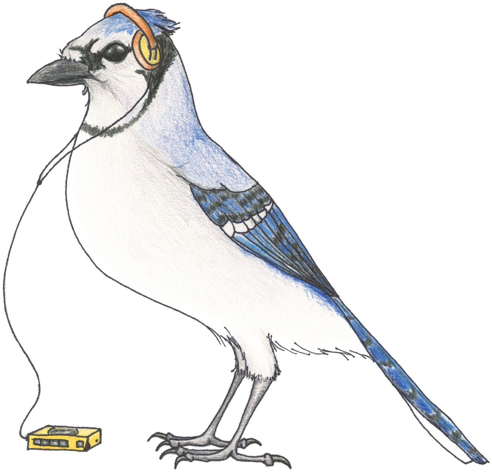 Blue Jay Bird Print, 9x12 Print of Original Art, Wall Decor, Bird Art ...