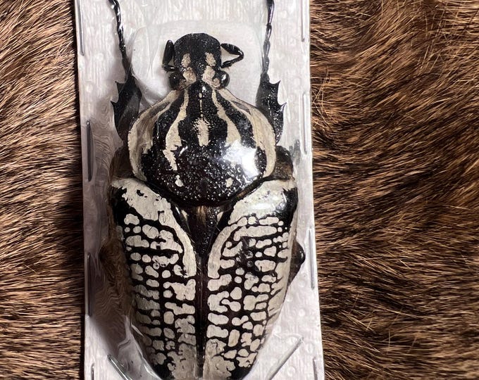 Goliathus Orientalis Ab. Orientalis, Goliath Beetle, 64MM, Female ...