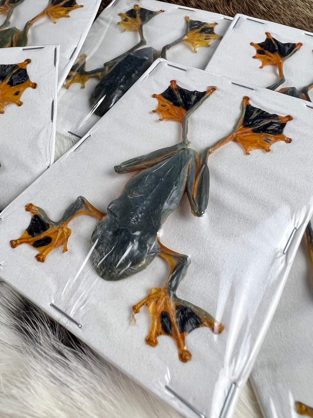 Rhacophorus Reinwardtii, Green Flying Frog, Female, Dried, Mummy ...