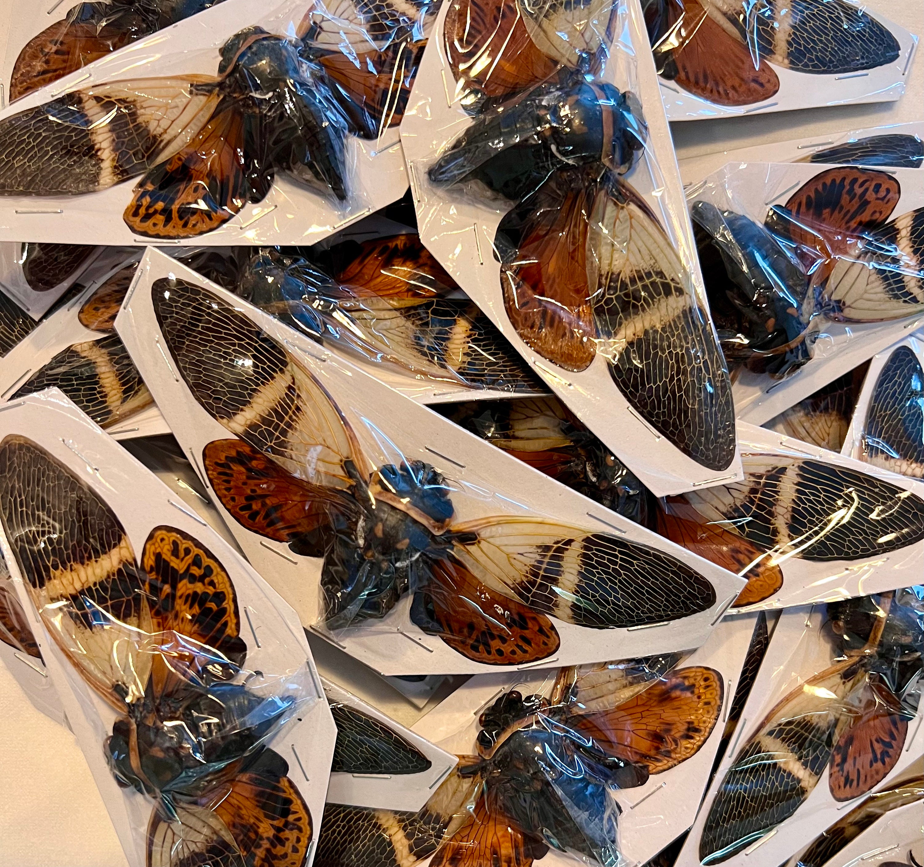 Angamiana Floridula, Orange Cicada, Spread, Real, Entomology, Taxidermy ...