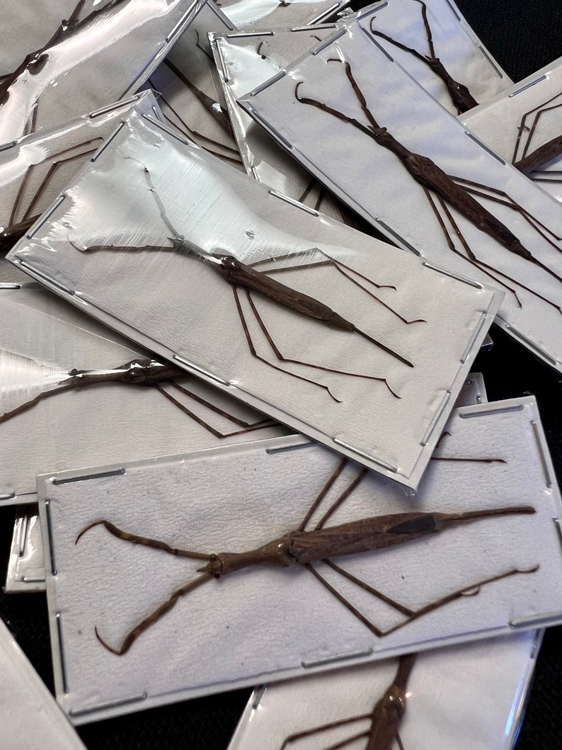 Ranatra Longipes Longipes, Water Stick Bug, Legs Spread, Real ...