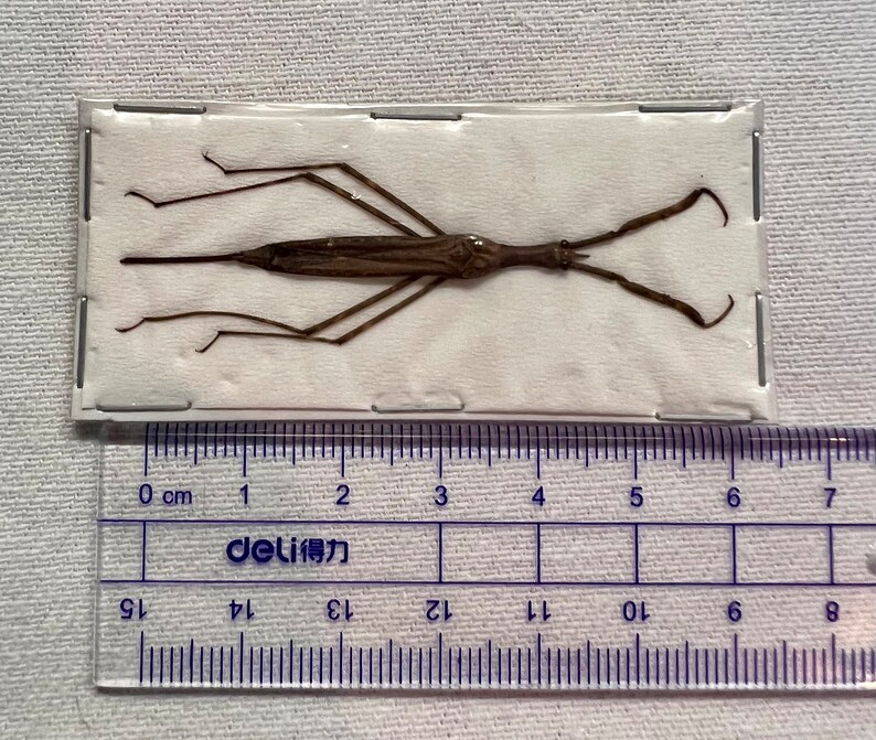 Ranatra Longipes Longipes, Water Stick Bug, Legs Spread, Real ...