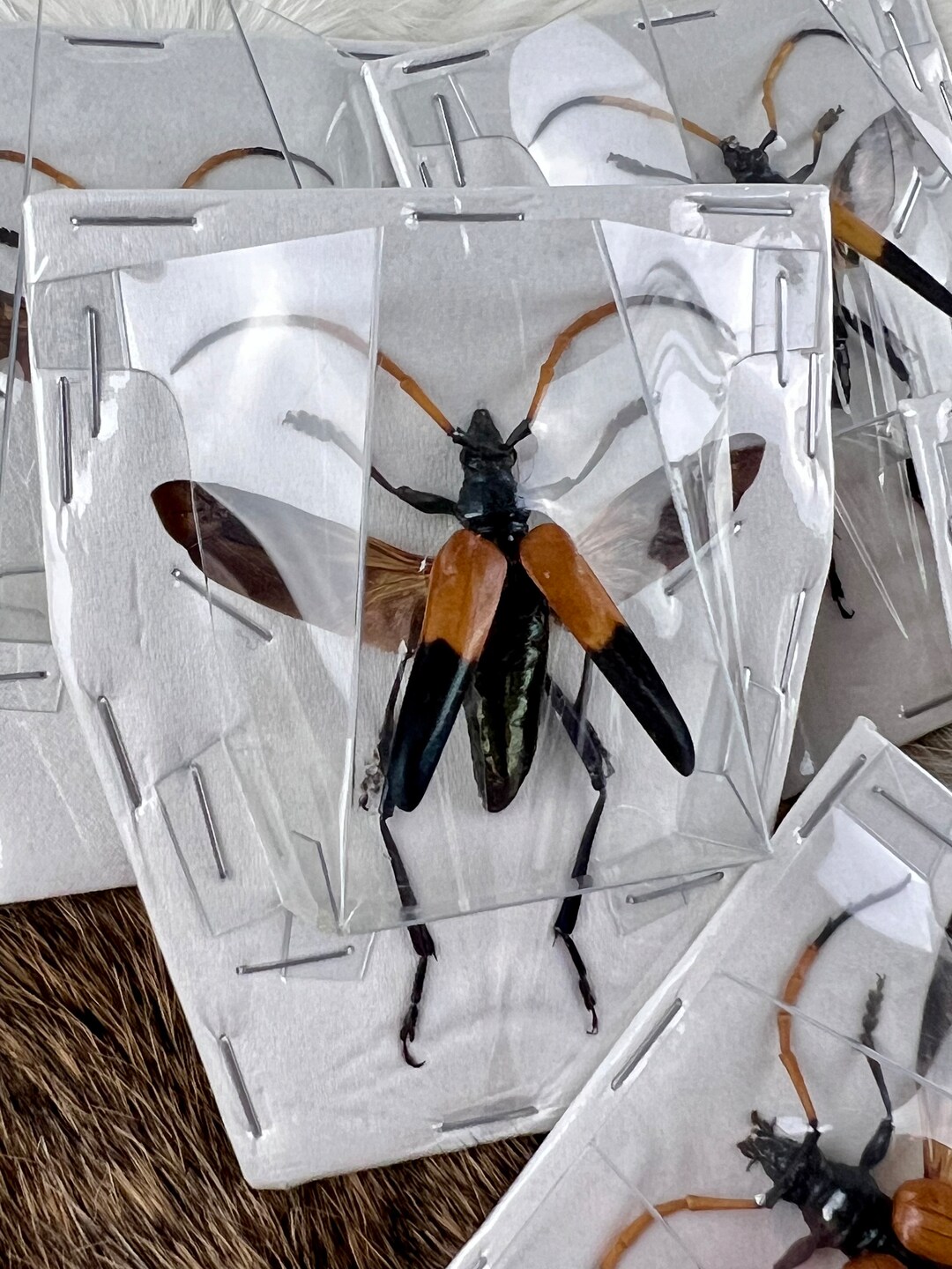 Pachyteria Javana, Multi-colored Longhorn Beetle, Spread, Real ...