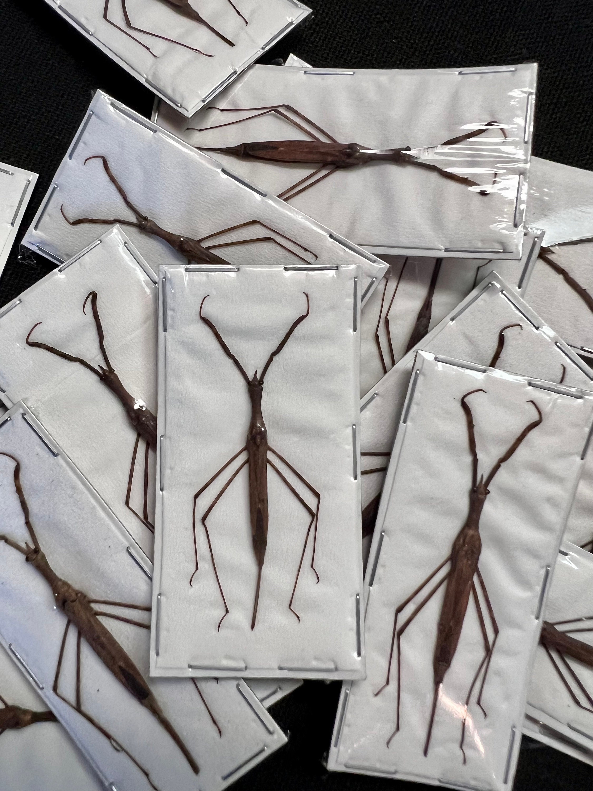 Ranatra Longipes Longipes, Water Stick Bug, Legs Spread, Real ...