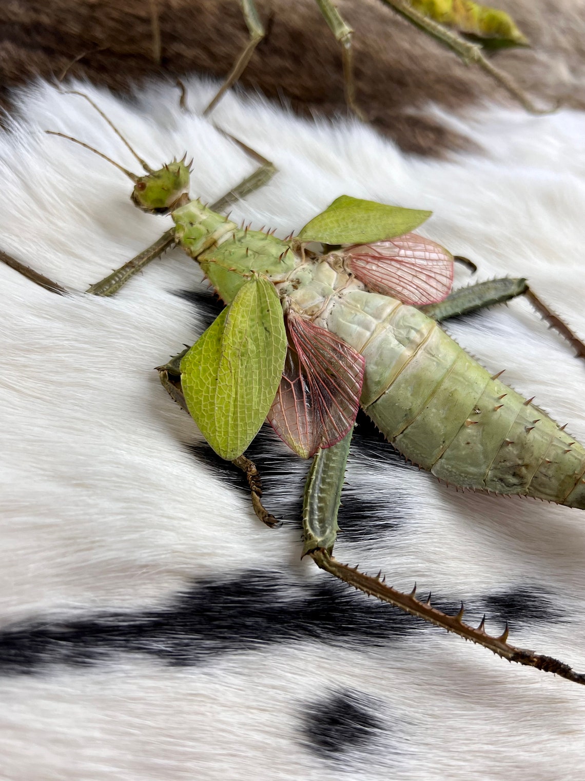 Heteropteryx Dilatata,female,malayan Jungle Nymph, CLOSED, Real ...