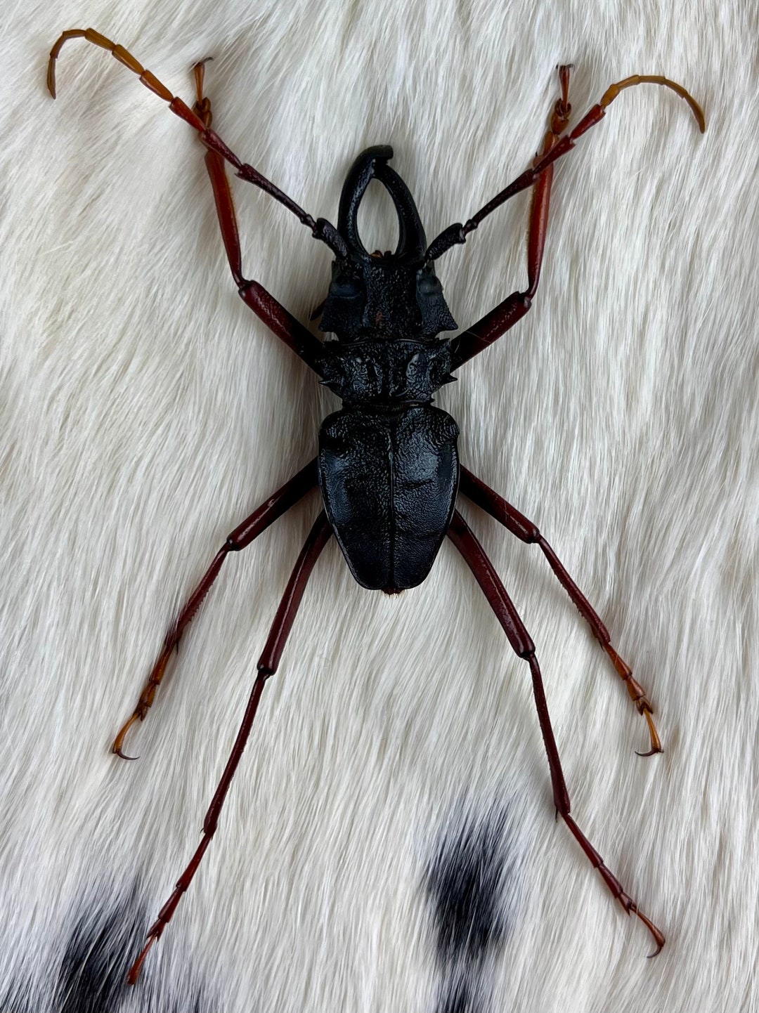Prionocalus Cacicus, Type of Longhorn Beetle With Long Legs and Large ...