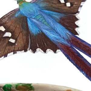 Butterfly Watercolor of Morpho Anaxibia, Madagascar Sunset Moth, Starry ...