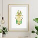 Leaf Insect Watercolor Illustration Insect Taxidermy Pinned - Etsy