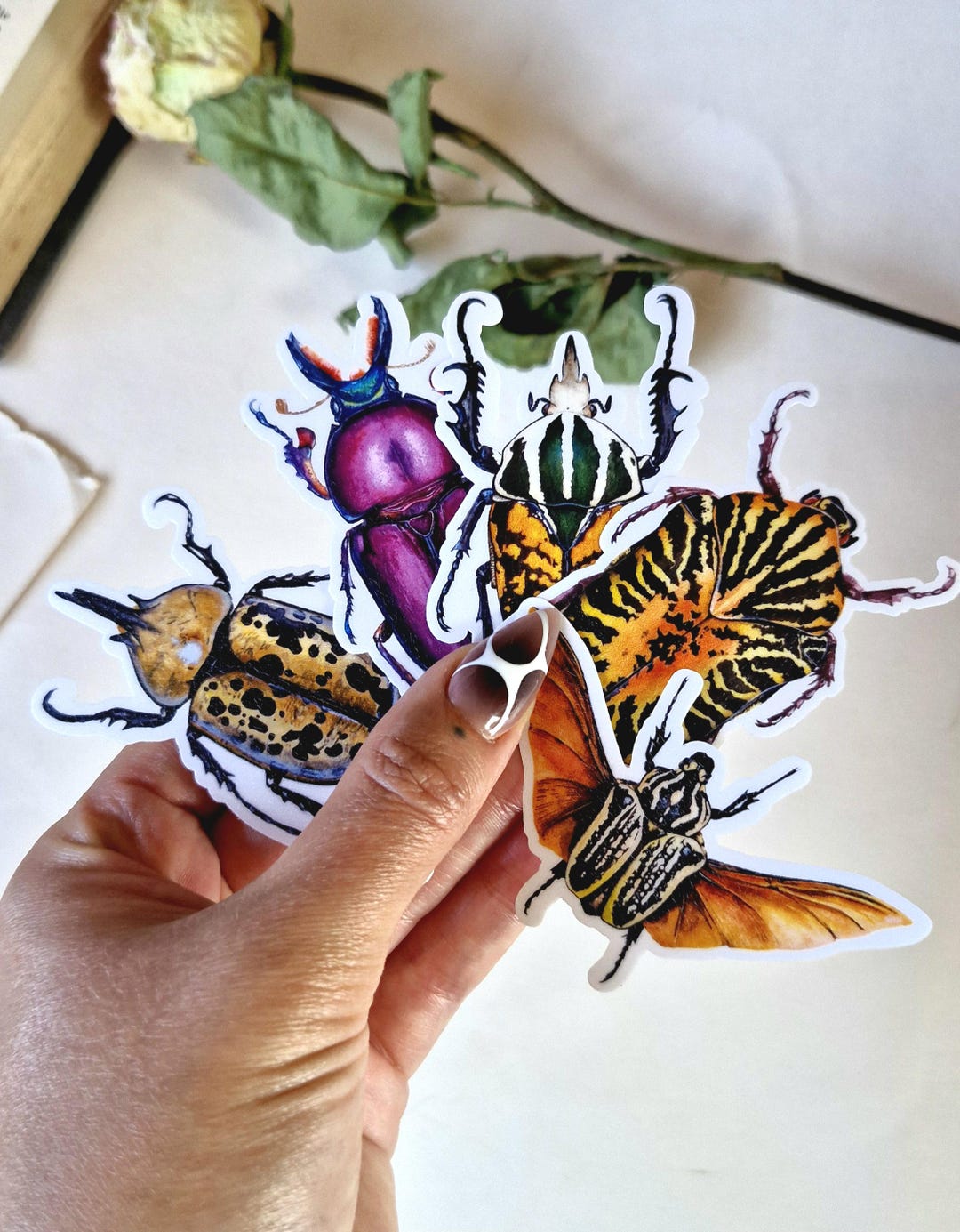 Beetle Sticker Set, Colorful Entomology Stickers - Etsy