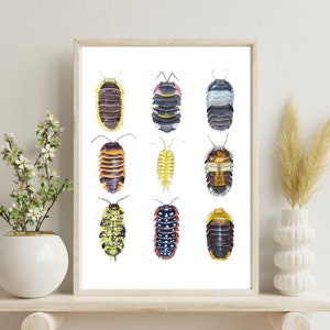 Rolly Polly Study Watercolor Illustration, Isopods Wall Art - Etsy