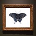 Black Swallowtail Butterfly Watercolor Print, American Butterfly ...