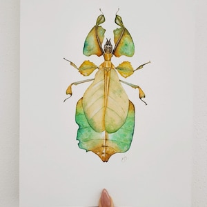 Leaf Insect Watercolor Illustration, Insect Taxidermy, Pinned Insect ...