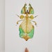 Leaf Insect Watercolor Illustration Insect Taxidermy Pinned - Etsy