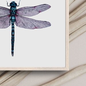 Insect Print of Dragonfly Watercolor Illustration, Insect Taxidermy ...