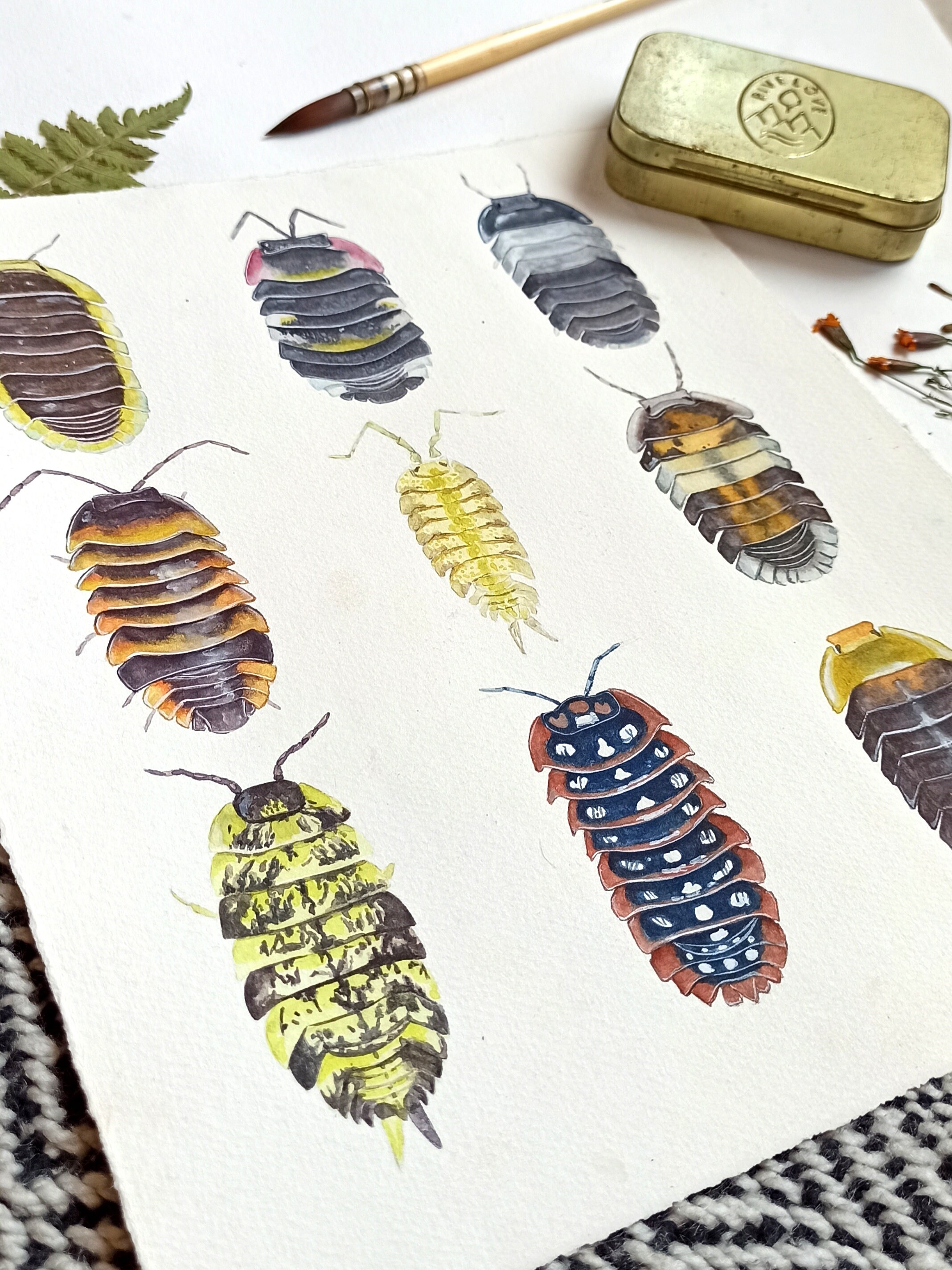 Rolly Polly Study Watercolor Illustration, Isopods Wall Art - Etsy