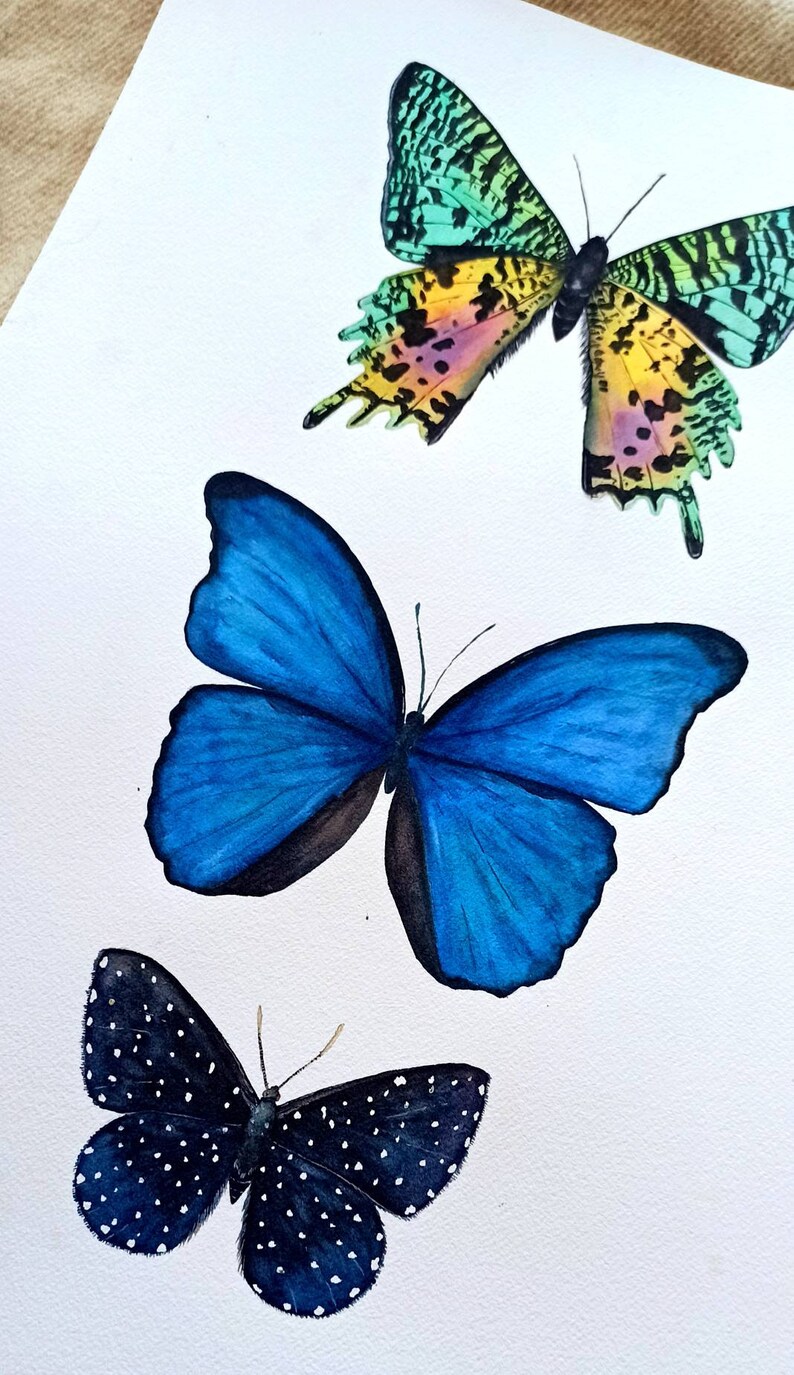 Butterfly Watercolor of Morpho Anaxibia Madagascar Sunset - Etsy