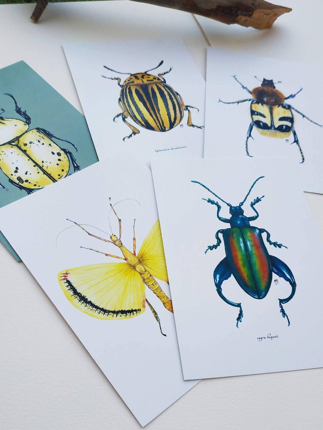 Insect Postcards Pack With 8 Bugs Print Beetle Moth - Etsy