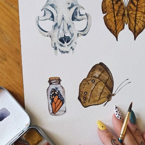 Insects Wall Art Print, Skull, Moth, Insect, Beetle, Turtle Shell ...