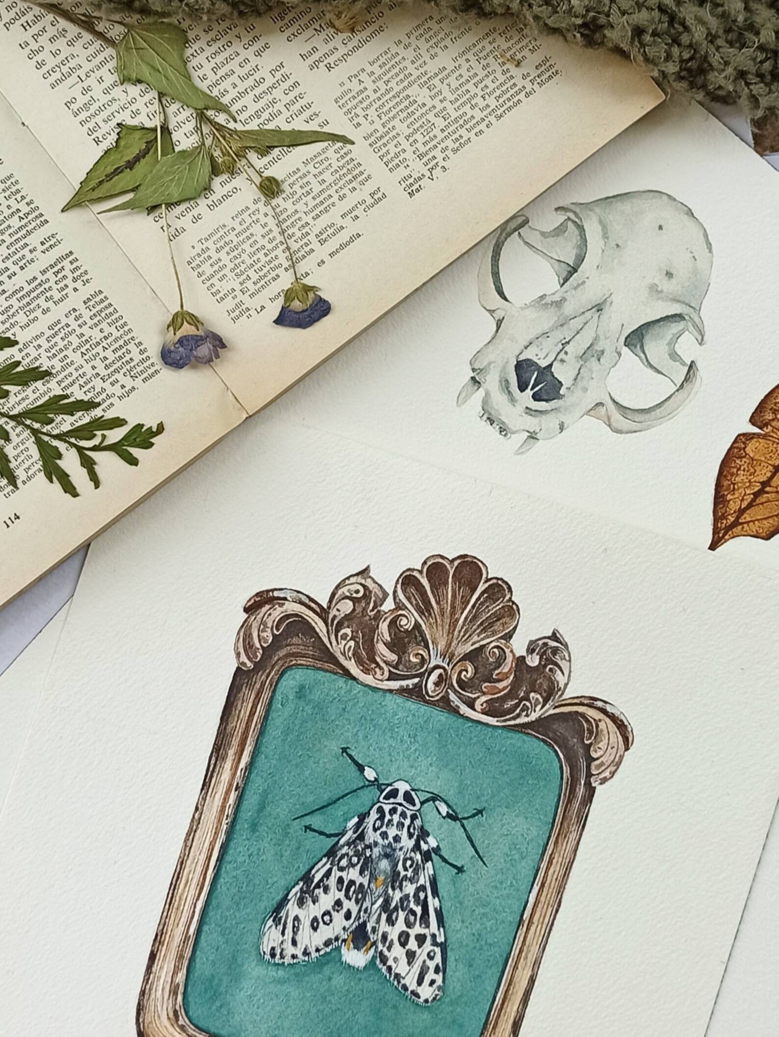 Pinned Moth N.10 Watercolor Illustration, Cabinet of Curiosities ...