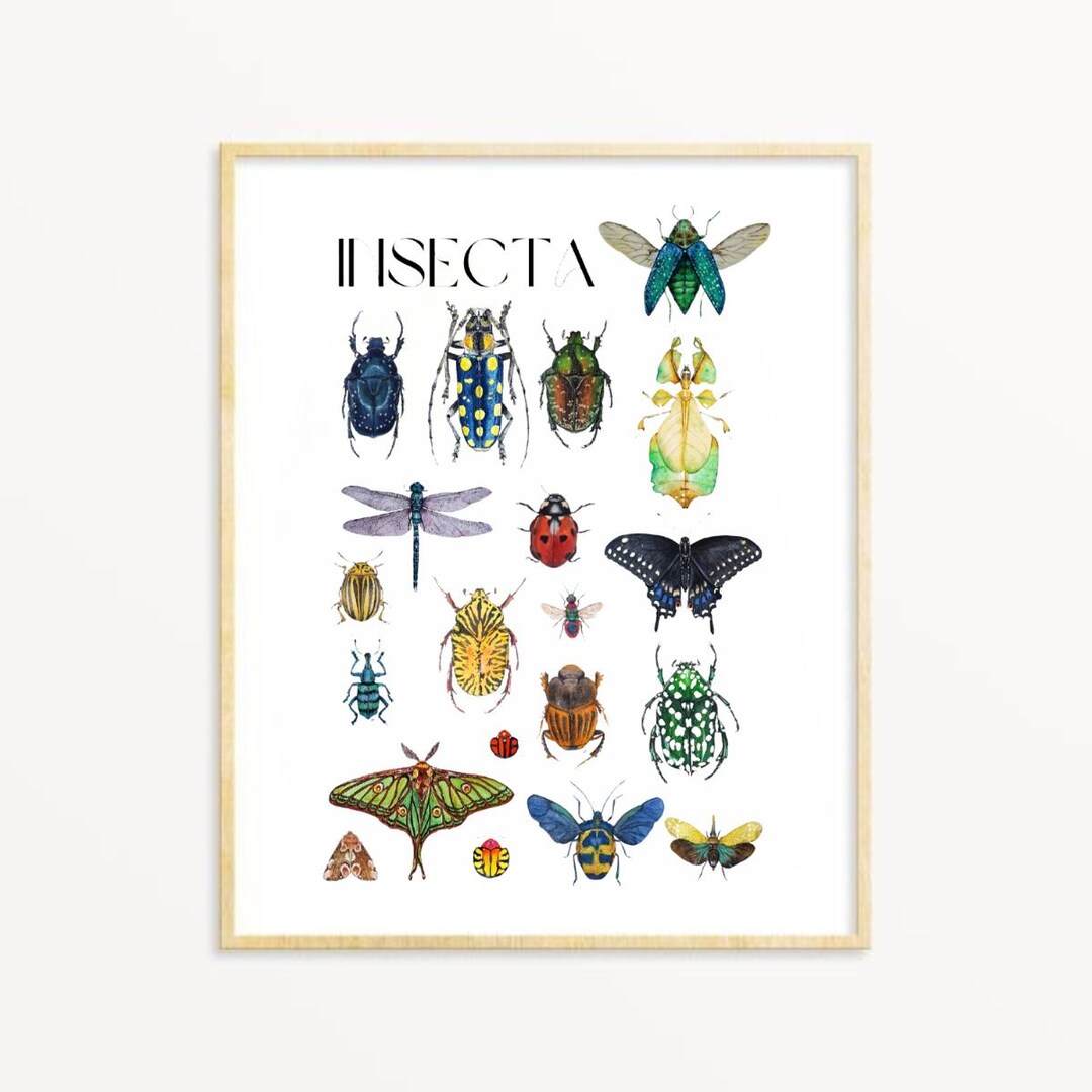 Lámina de arte mural con insectos coloridos: regalo de entomología ...