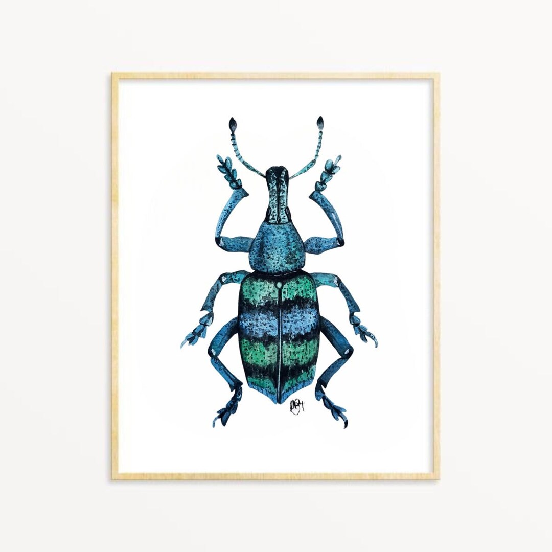 Blue Weevil Beetle, Watercolor Print, Pinned Insect Art, Entomology ...