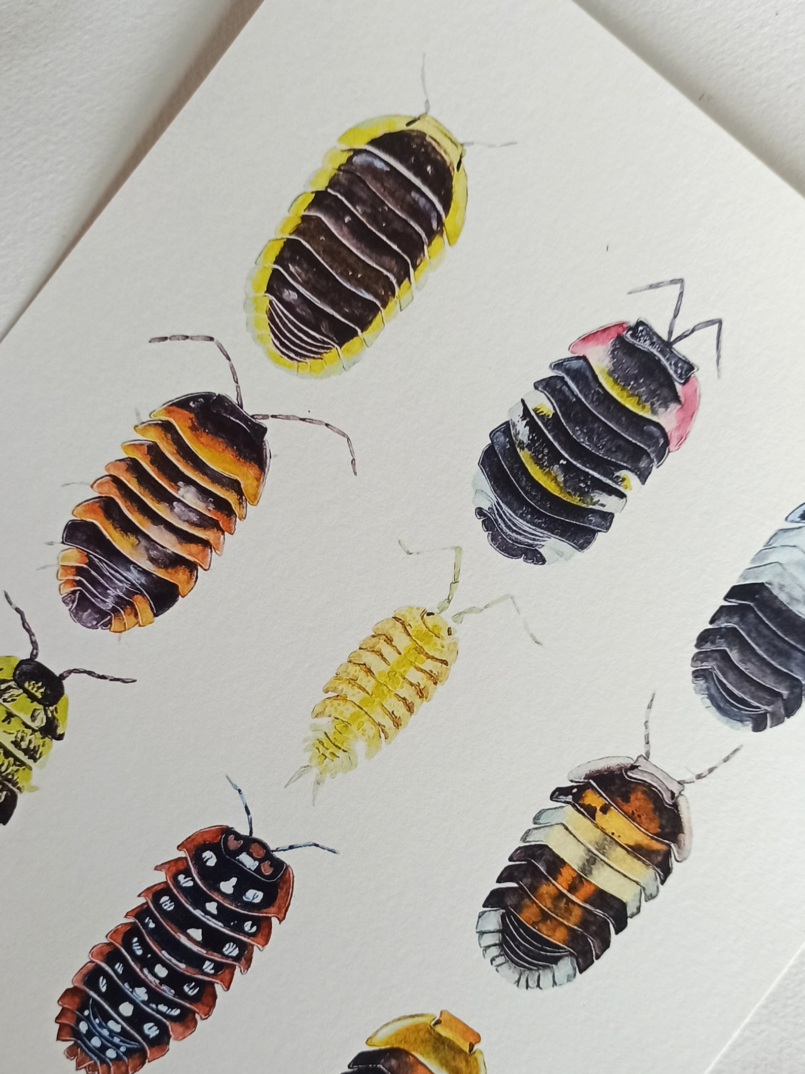Rolly Polly Study Watercolor Illustration, Isopods Wall Art - Etsy