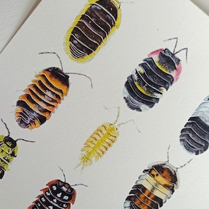 Rolly Polly Study Watercolor Illustration, Isopods Wall Art - Etsy