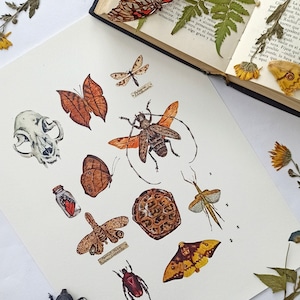 Insects Wall Art Print, Skull, Moth, Insect, Beetle, Turtle Shell ...