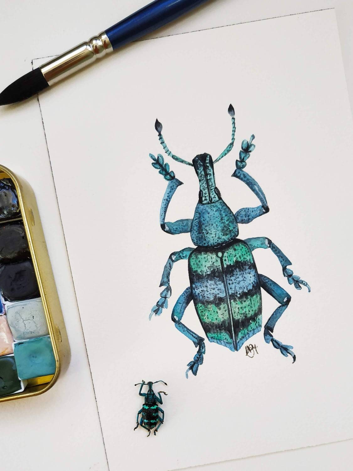 Blue Weevil Beetle, Watercolor Print, Pinned Insect Art, Entomology ...