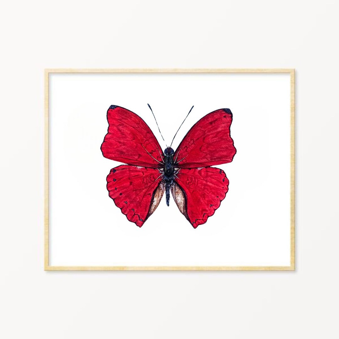 Red Butterfly Art Print of Watercolor Painting, Cymothoe Sangaris ...
