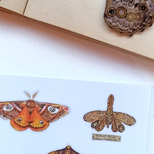 Entomology Sticker Sheet: Watercolor Moths, Insects, Curiosities - Etsy