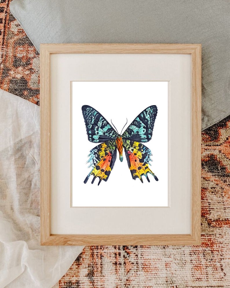 Sunset Moth Art Print of Watercolor Painting, Butterfly Pinned Art ...