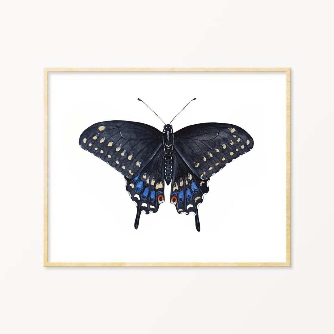 Black Swallowtail Butterfly Watercolor Art Print - Etsy