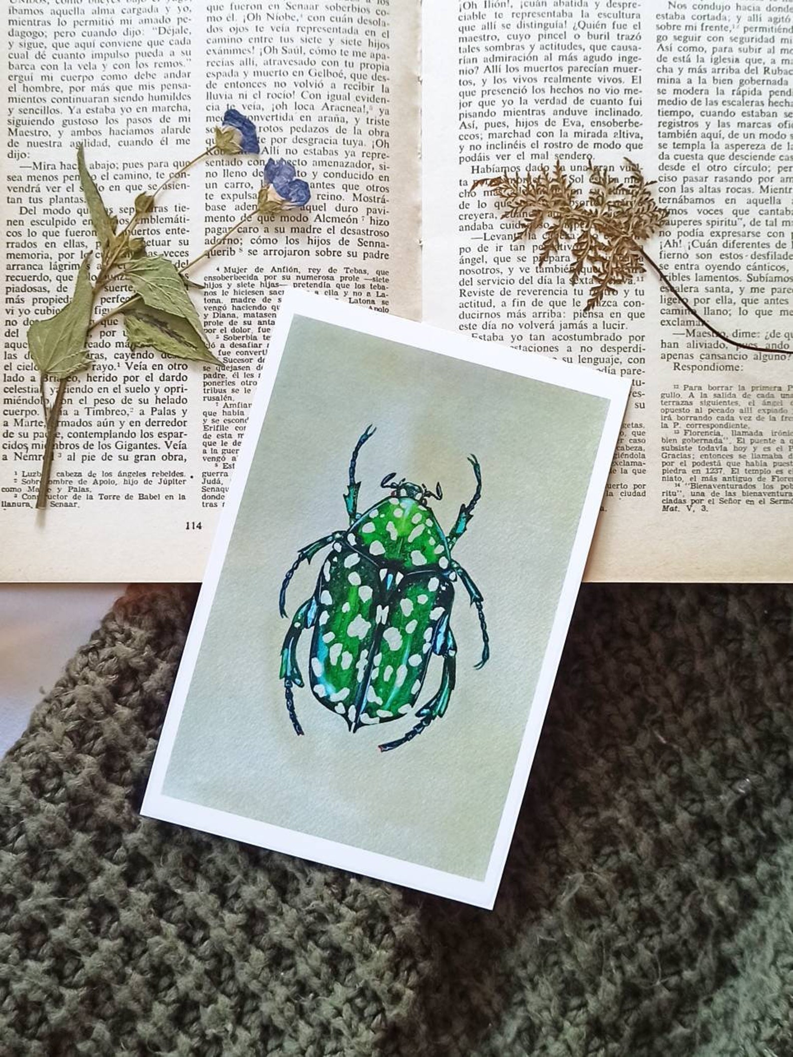 Entomology Postcard Set, Pack of 5 Insect Postcards, Beetle A6 ...