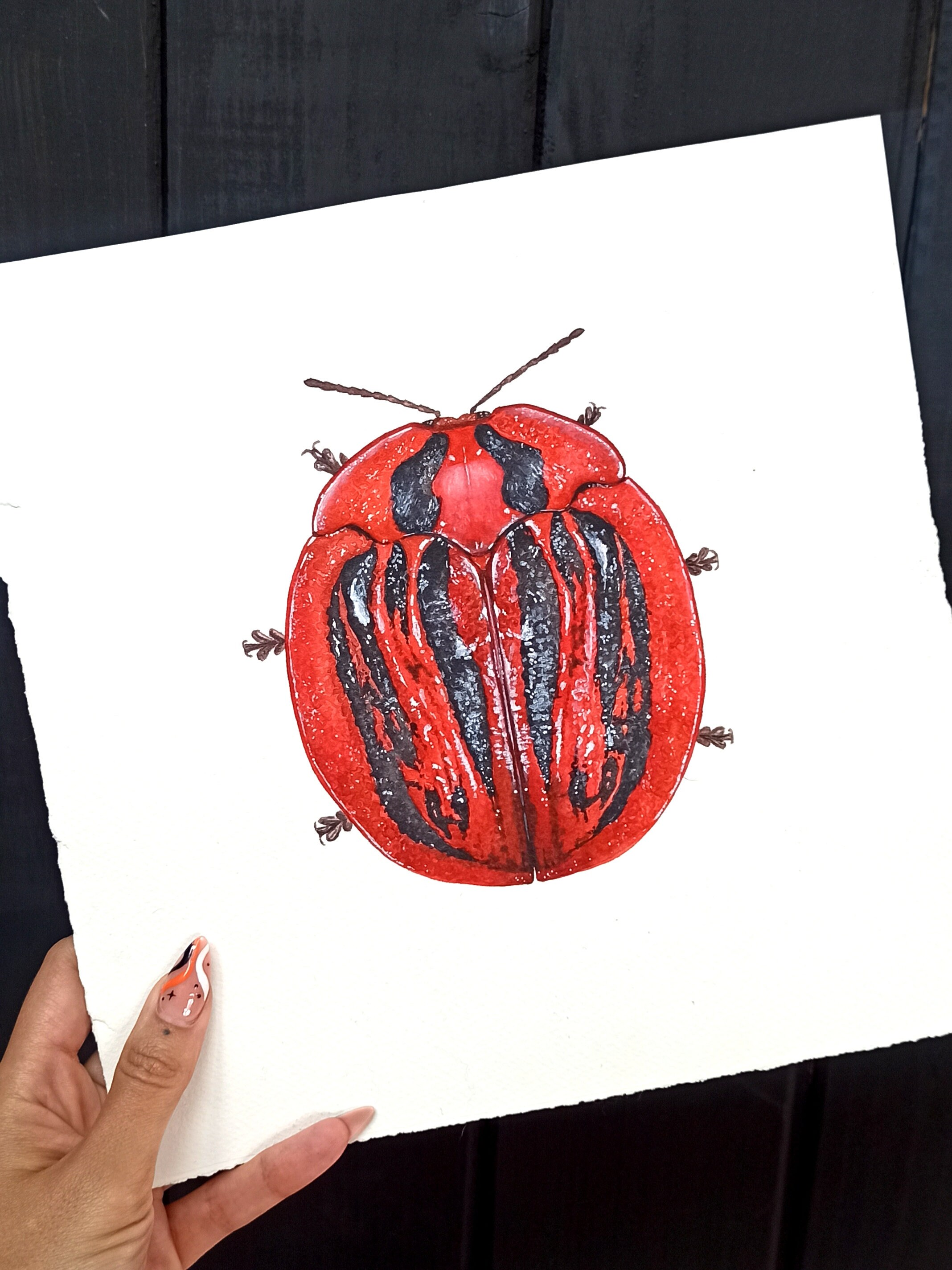 Red Insect Specimen Cassidinae Beetle Wall Art, Watercolor Illustration ...