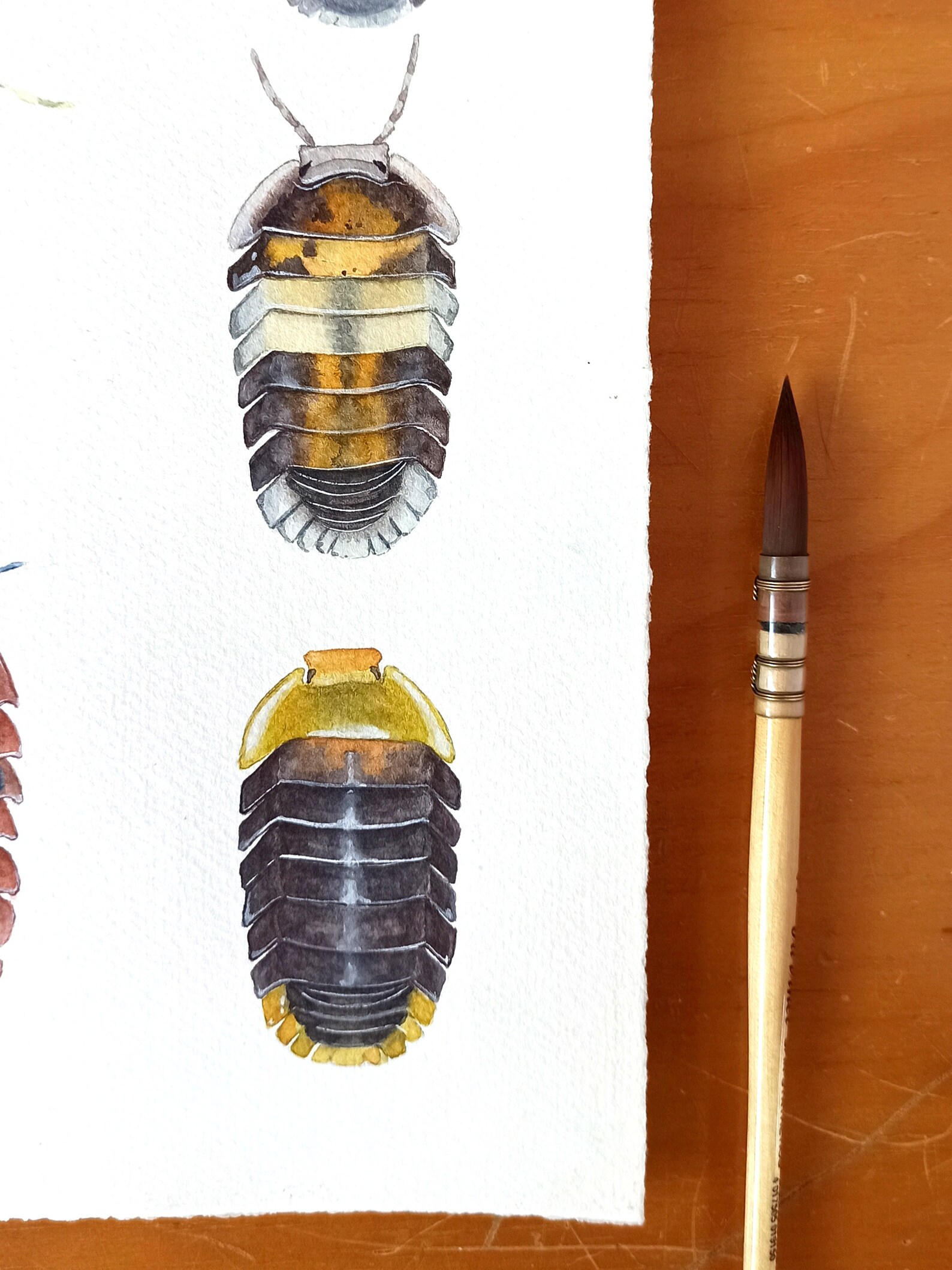 Rolly Polly Study Watercolor Illustration, Isopods Wall Art - Etsy