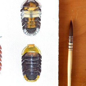 Rolly Polly Study Watercolor Illustration, Isopods Wall Art - Etsy