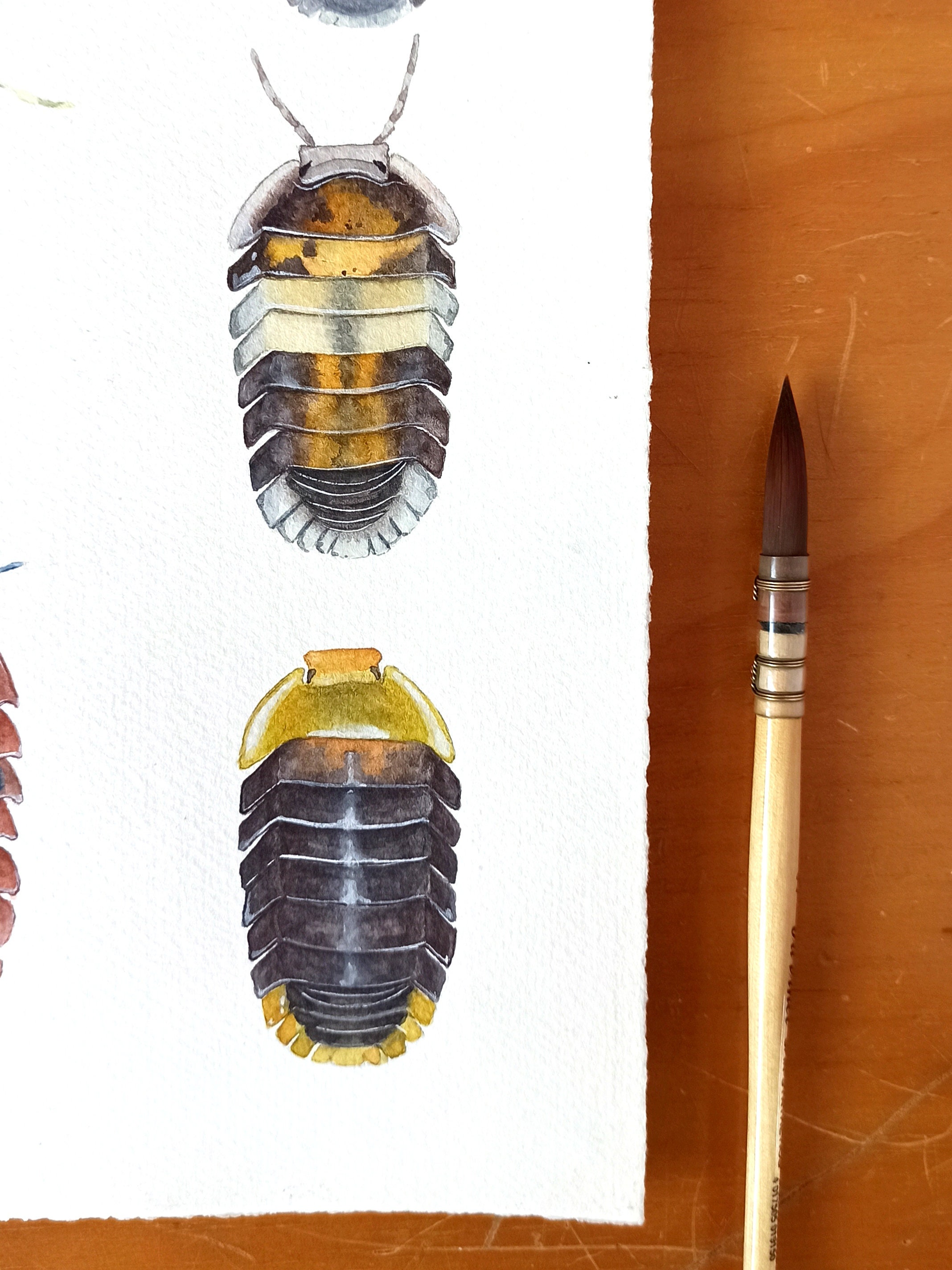 Rolly Polly Study Watercolor Illustration, Isopods Wall Art - Etsy