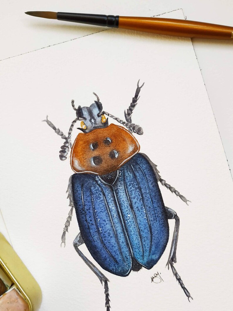 Pinned Insect Art Print of Blue Beetle Entomology Gift - Etsy