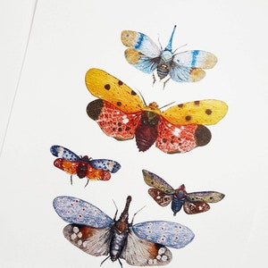 Insect Watercolor Illustration Print of Lantern Fly - Etsy