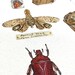 Insects Wall Art Print, Skull, Moth, Insect, Beetle, Turtle Shell ...