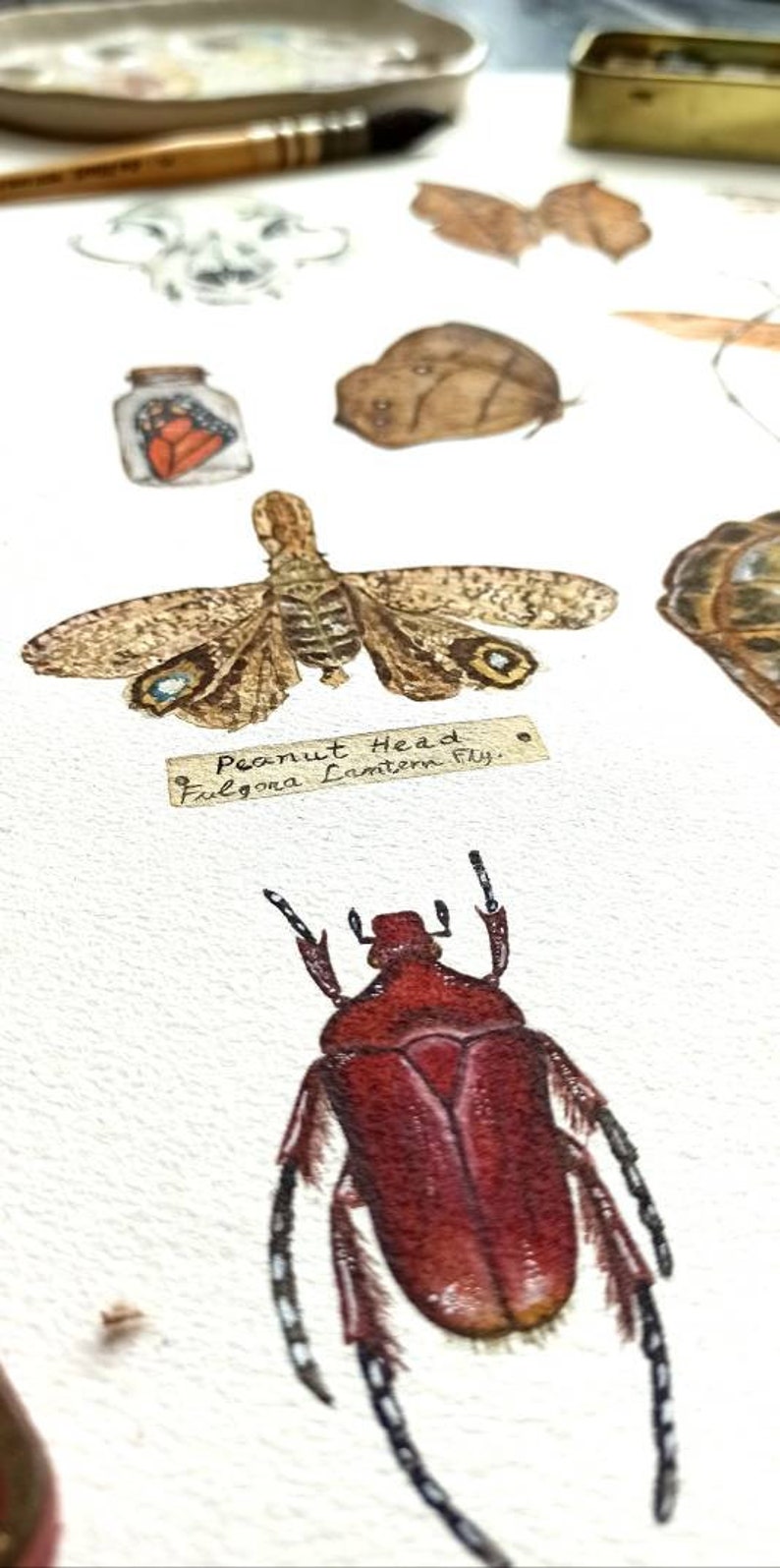 Insects Wall Art Print, Skull, Moth, Insect, Beetle, Turtle Shell ...