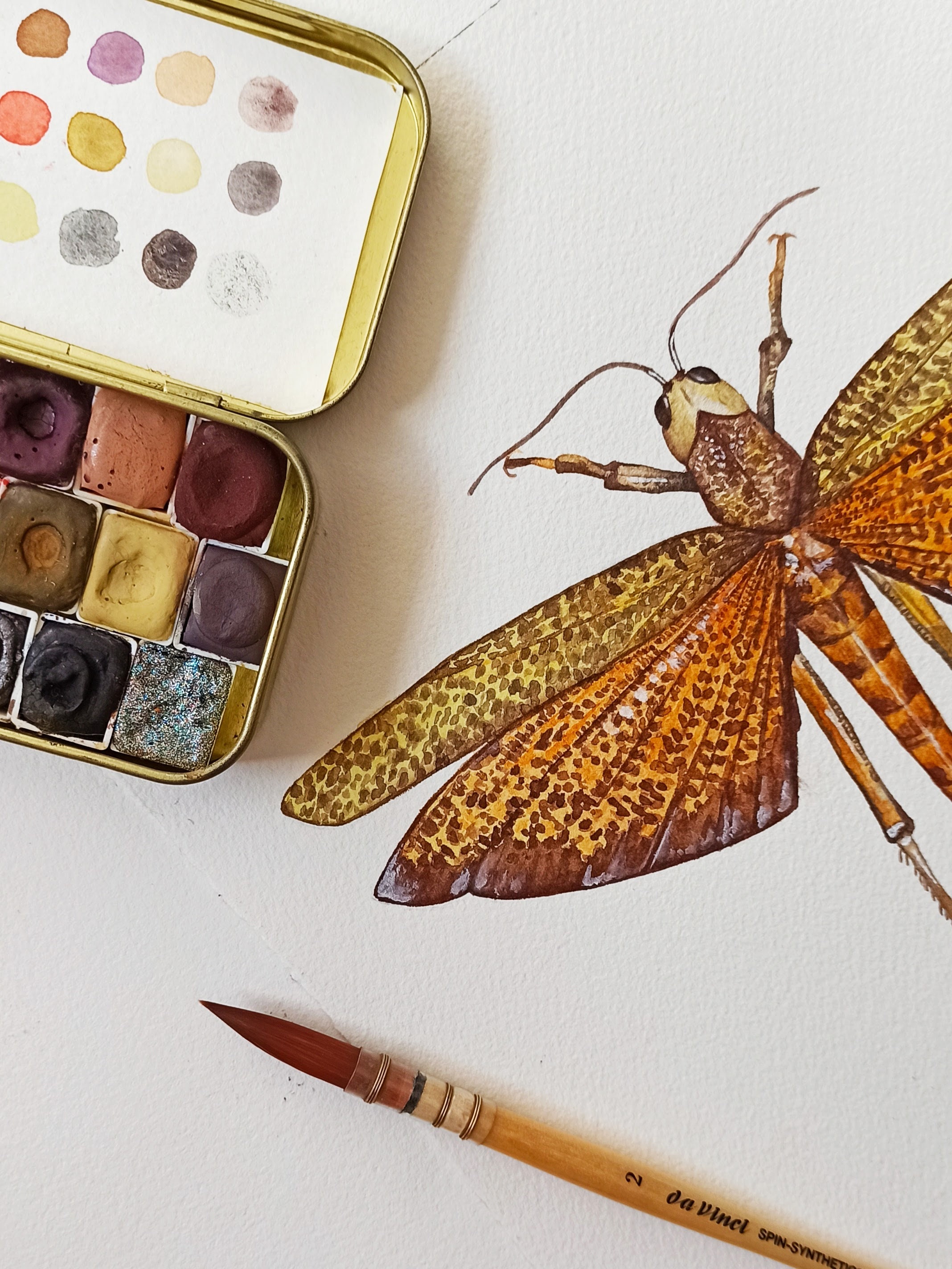 Insect Print of Grasshopper Watercolor Illustration, Insect Taxidermy ...