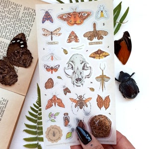 Entomology Sticker Sheet: Watercolor Moths, Insects, Curiosities - Etsy