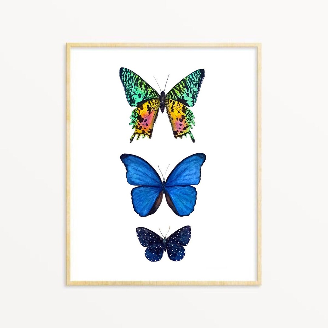 Butterfly and Moth Art Print of Watercolor Painting, Butterfly Pinned ...