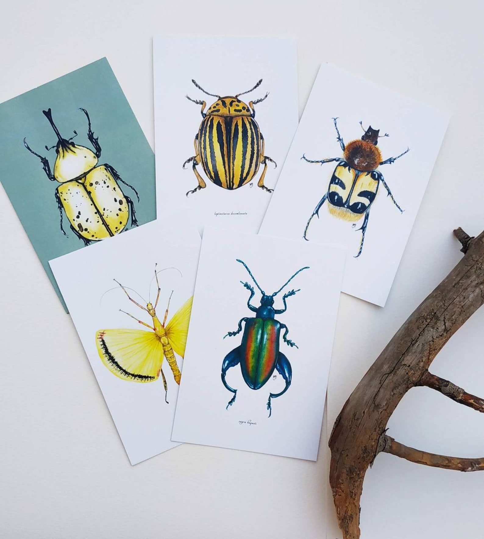 Insect Postcards Pack With 8 Bugs Print Beetle Moth - Etsy