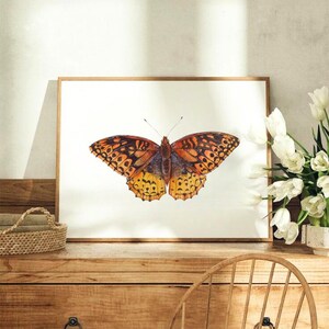Great Spangled Fritillary Butterfly Illustration - Etsy