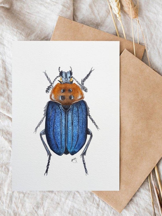 Pinned Insect Art Print of Blue Beetle Entomology Gift - Etsy